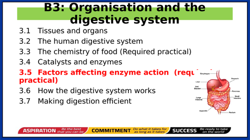 B3 Organisation and the Digestive system GCSE AQA | Teaching Resources