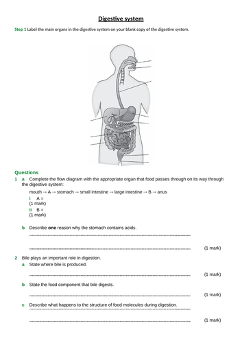 B3 Organisation and the Digestive system GCSE AQA | Teaching Resources