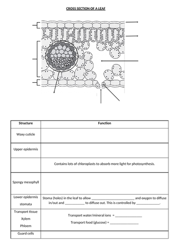 B4 Organising Animal and Plants AQA GCSE | Teaching Resources
