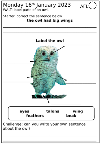 Owl Babies Planning - Year 1 | Teaching Resources