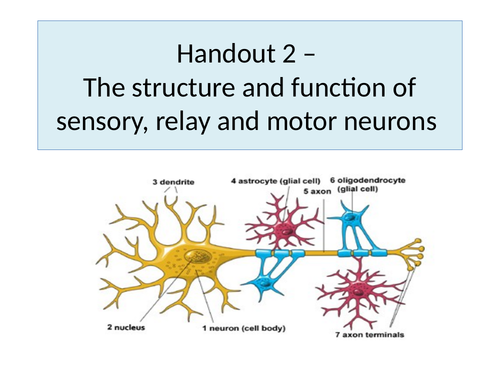A-Level Biopsychology - Neurons & Synaptic Transmission | Teaching ...