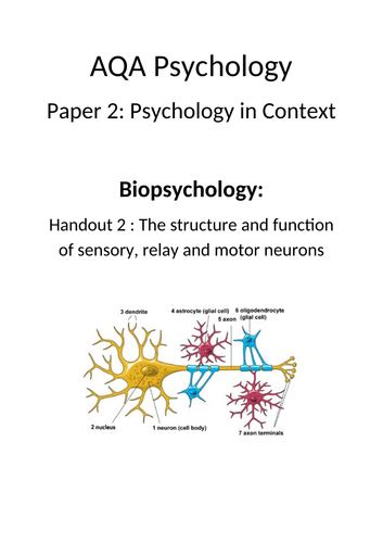 A-Level Biopsychology - Neurons & Synaptic Transmission | Teaching ...