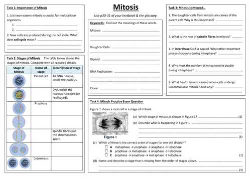SB2a - Mitosis summary sheet (Edexcel Single Biology GCSE) | Teaching ...