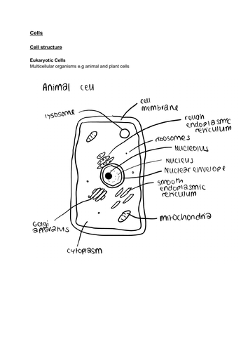 AQA ALevel Biology - Cells Notes | Teaching Resources