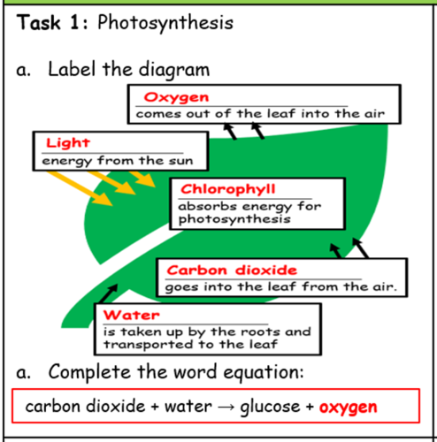 Photosynthesis assessment | Teaching Resources