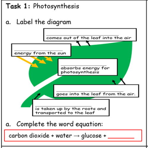 Photosynthesis assessment | Teaching Resources