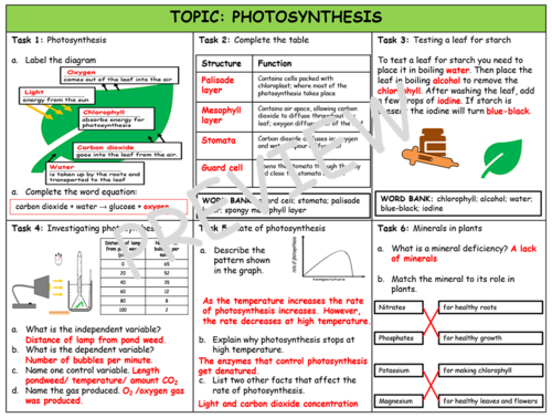 Photosynthesis assessment | Teaching Resources