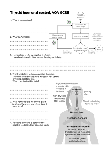 AQA thyroid homeostasis worksheet, 9-1 GCSE biology | Teaching Resources