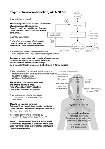 AQA thyroid homeostasis worksheet, 9-1 GCSE biology | Teaching Resources