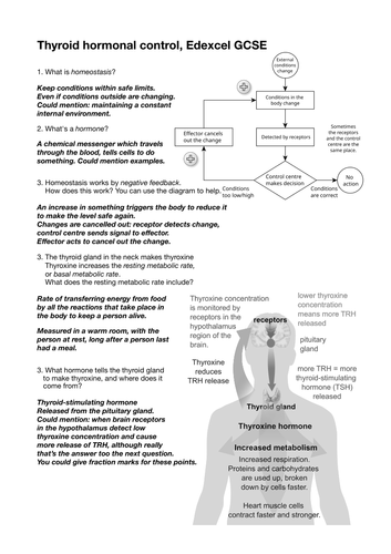 Edexcel thyroid homeostasis worksheet, 9-1 GCSE biology | Teaching ...