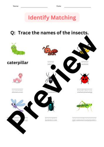 Printable Insects Worksheet for Kindergarten - Identify and Matching ...