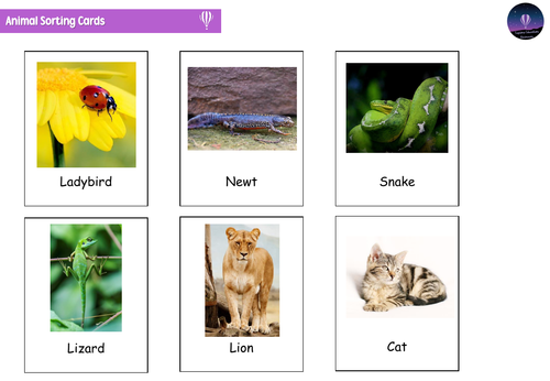 KS2 Animal Characteristics - Outstanding Science Lesson | Teaching ...