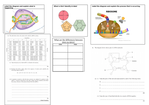 CIE 6.2 Protein Synthesis | Teaching Resources
