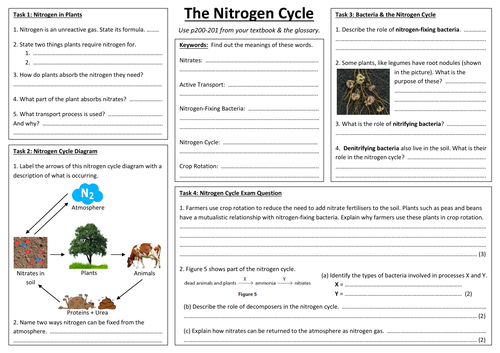 SB9l - Nitrogen Cycle summary sheet (Edexcel Single Biology GCSE ...
