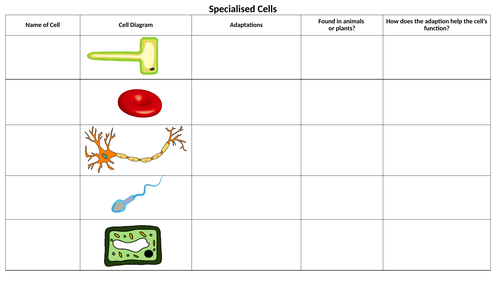 KS3 - Specialised Cells | Teaching Resources