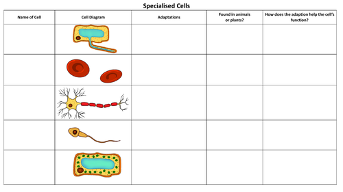 KS3 - Specialised Cells | Teaching Resources