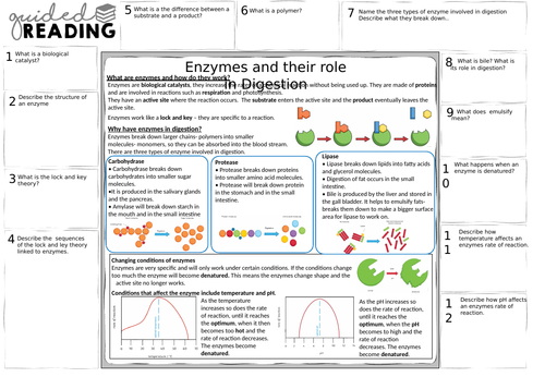 GCSE Enzymes and their role in digestion guided reading | Teaching ...