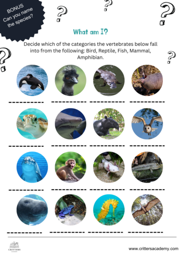 Animal Classification worksheet GCSE / Animal Care | Teaching Resources