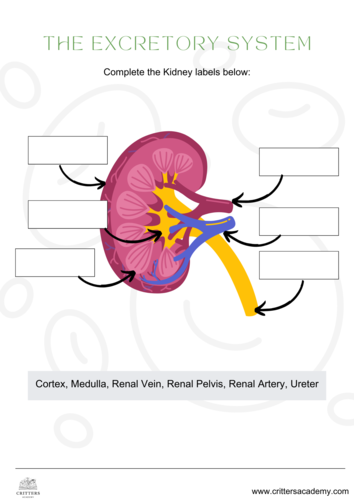 Excretory system worksheets Animal care L3 | Teaching Resources