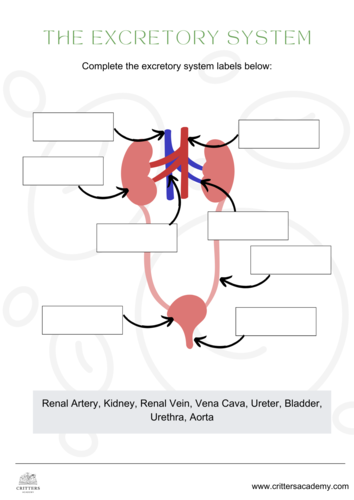 Excretory system worksheets Animal care L3 | Teaching Resources