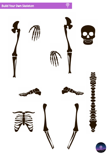 The Human Skeleton - Outstanding KS2 Science Lesson | Teaching Resources