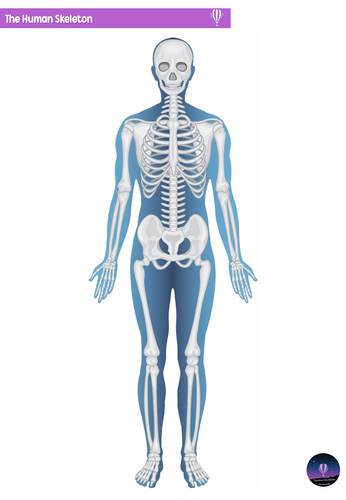 The Human Skeleton - Outstanding KS2 Science Lesson | Teaching Resources
