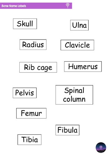 The Human Skeleton - Outstanding KS2 Science Lesson | Teaching Resources