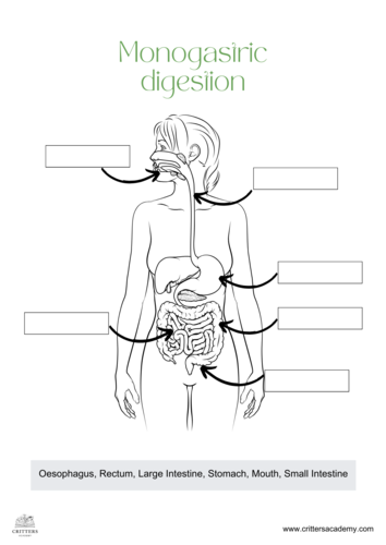 Digestive systems labelling activities | Teaching Resources