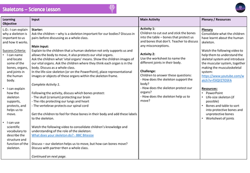 Purpose of the Human Skeleton - Outstanding KS2 Science Lesson ...