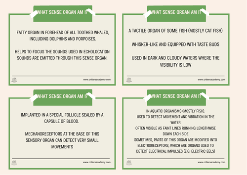 Animal sensory adaptations lesson | Teaching Resources