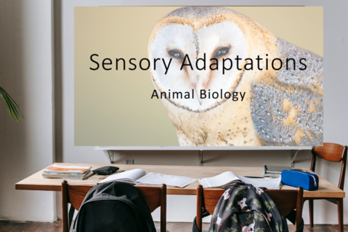 Animal sensory adaptations lesson | Teaching Resources