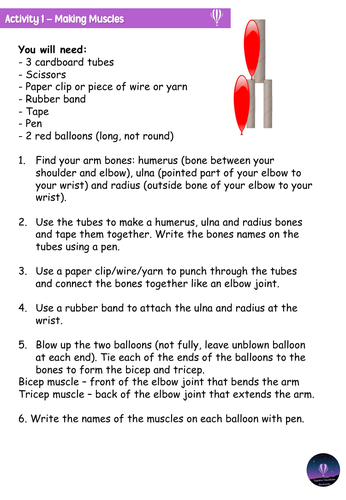 How Muscles Work - Outstanding KS2 Science Lesson | Teaching Resources