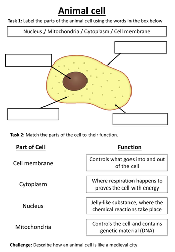 KS3 - Animal Cells | Teaching Resources