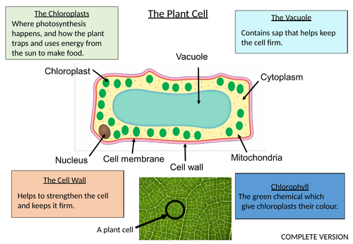 KS3 - Plant Cells | Teaching Resources