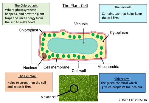 KS3 - Plant Cells | Teaching Resources