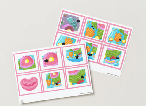cell organelle card sort activity | Teaching Resources