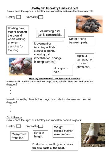 BTEC Animal Care Unit 1 Animal Health Worksheets | Teaching Resources