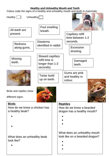BTEC Animal Care Unit 1 Animal Health Worksheets | Teaching Resources