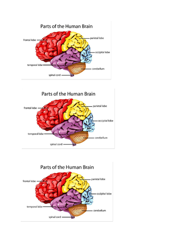 AQA GCSE Psychology - The Brain & Neuropsychology [Full Topic ...