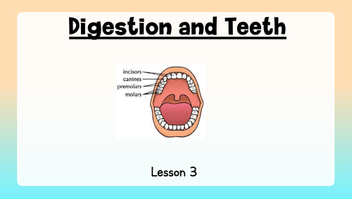 Year 4 - Science - Digestion and Teeth | Teaching Resources