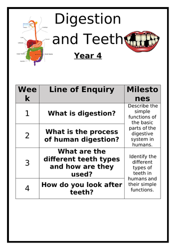 Year 4 - Science - Digestion and Teeth | Teaching Resources
