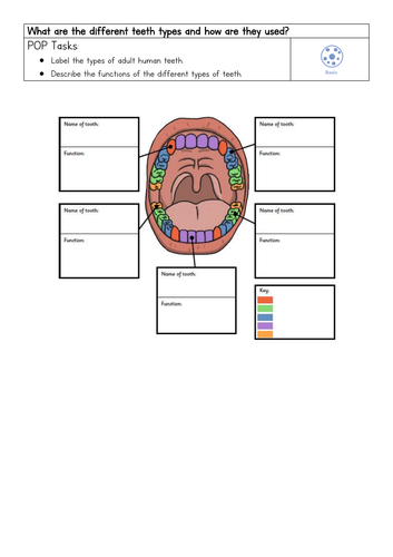Year 4 - Science - Digestion and Teeth | Teaching Resources