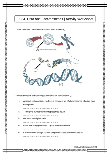 GCSE Biology - DNA and Chromosomes Activity Worksheet | Teaching Resources