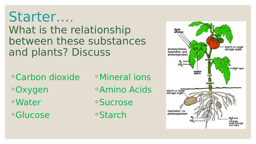 CIE 7.1 Transport Structures in Plants | Teaching Resources