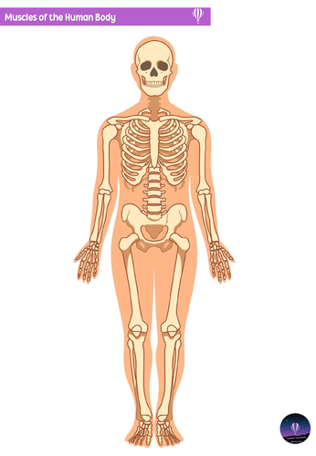 Different Muscles of the Human Body - Outstanding KS2 Science Lesson ...