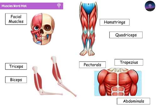 Different Muscles of the Human Body - Outstanding KS2 Science Lesson ...