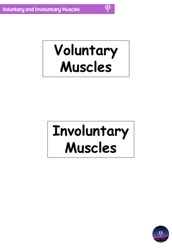 Different Muscles of the Human Body - Outstanding KS2 Science Lesson ...