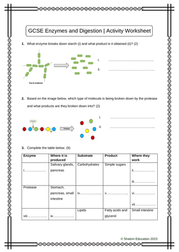 GCSE Biology - Enzymes and Digestion Activity Worksheet | Teaching ...