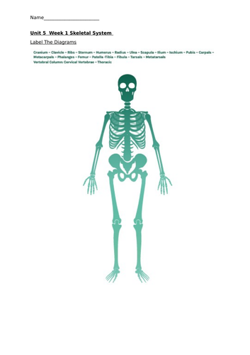 BTEC Level 3 Sport Unit 5: Skeletal System | Teaching Resources