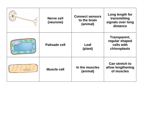 B1.4 Specialisation in animal cells | Teaching Resources